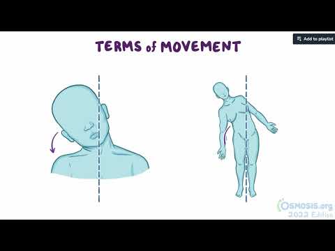 Anatomical Terminology Explained