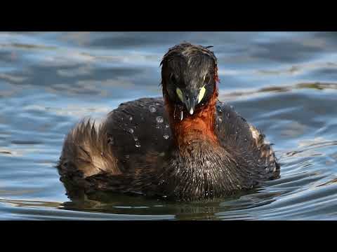 a couple little grebes at Blashford lakes today filmed with a Nikon z9..17/03/23..