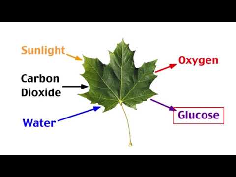 Factors Affecting Photosynthesis