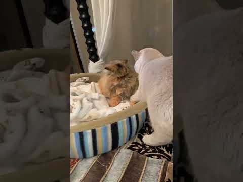 Fat cat viciously attacks fluffy cat!