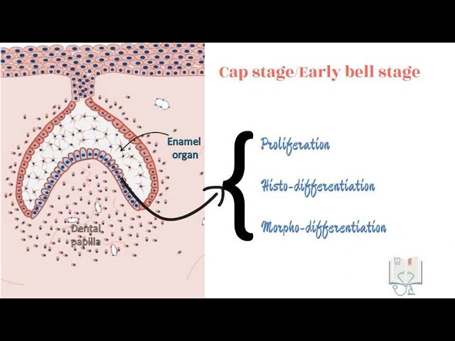 Understanding the Physiological Stages of Tooth Development | Galaxy.ai ...