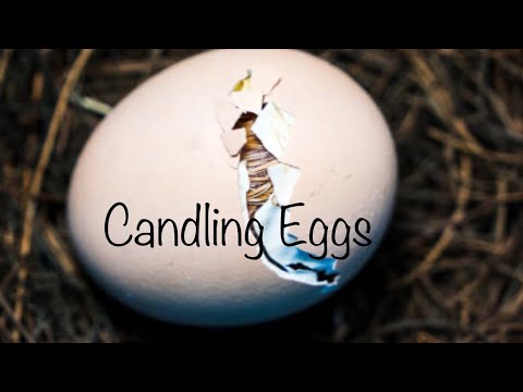 Candling Eggs at Day 10