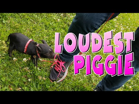 Meet the noisiest piggie with the strangest story ever - teacup pigs