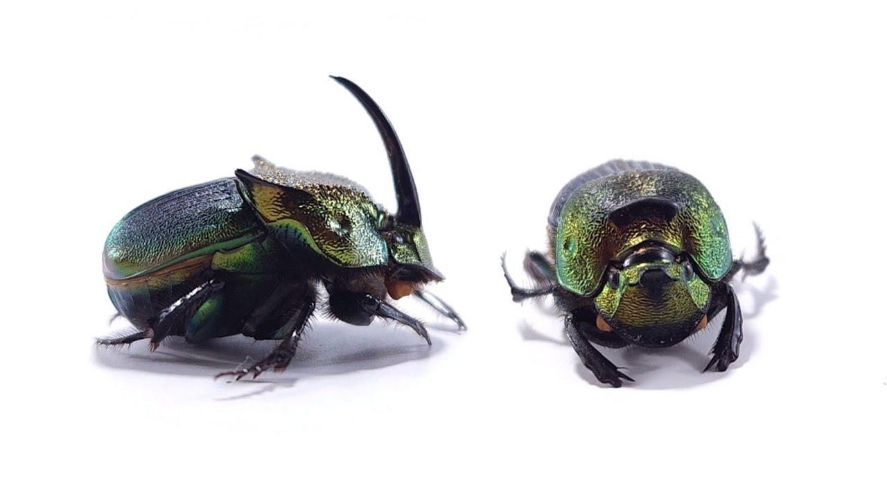 Rainbow Scarab Beetle (Triceratop Beetles?)