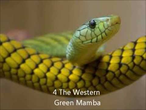 the 4 types of mambas