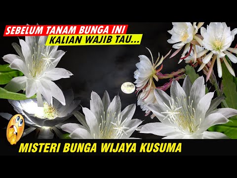 MISTERI DAN MITOS BUNGA WIJAYA KUSUMA