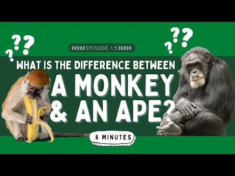 What's the Difference Between a Monkey and an Ape? | Safari For Kids | The Kritter Korner