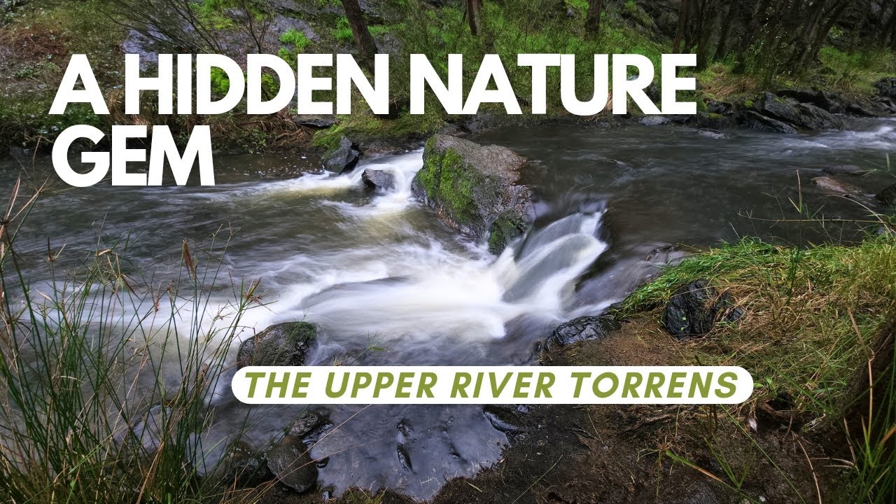 The Upstream River Torrens - Adelaide's Hidden Peaceful Nature Spot [4K]