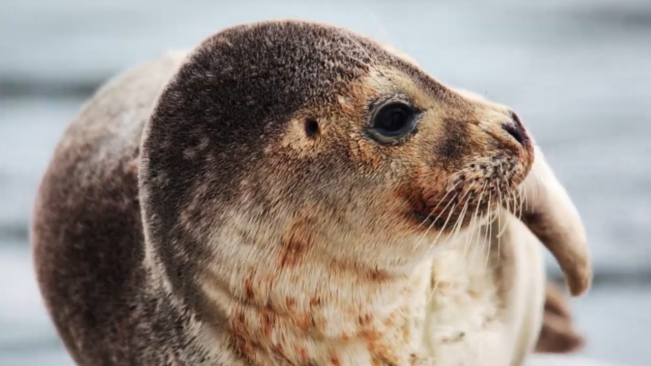 Facts: The Harbor Seal