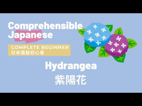 Hydrangea 紫陽花 - Complete Beginner Japanese 日本語超初心者