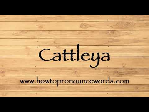 How To Pronounce Cattleya ? How To say Cattleya New Video