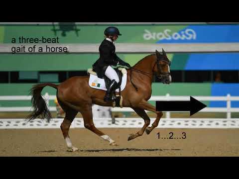 canter meaning | Vocabulary for Kids | Children's Dictionary | Learn English Vocabulary