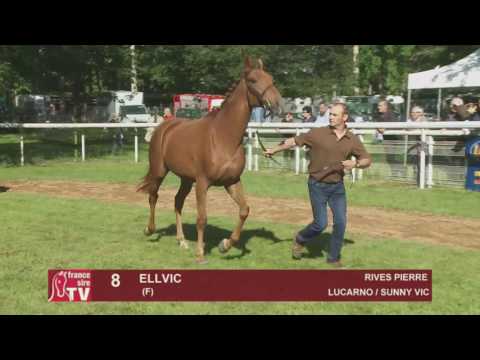 The Chaser Day Paray - 2016 - Lot 8 : Ellvic