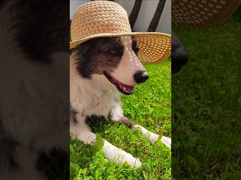 Zoey wants to "help" with the gardening #bordercollie #dogbreed