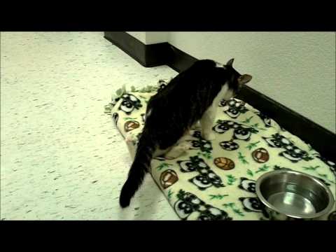 Cat born with back-to-front legs given life-saving surgery - World News ...