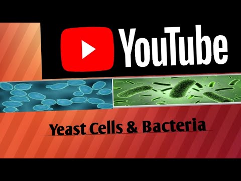 Yeast Cells & Bacteria Present/Urine Infection/ Bacteria Present In Urine