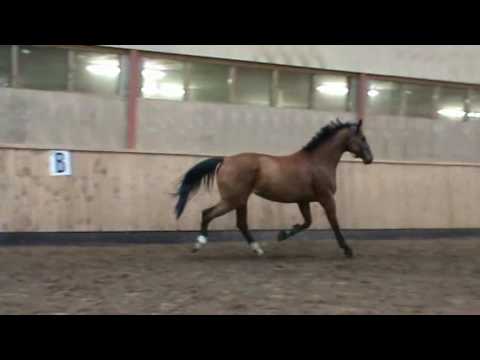 Solveig: Mare b. 2004. Talented dressage horse: Loose jumping june 2010.wmv