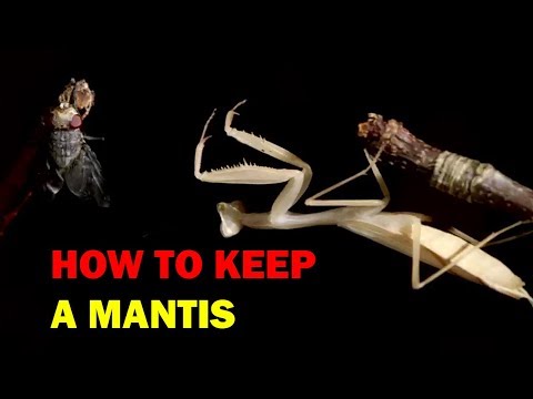 How to keep a mantis (Weird and Wonderful Pets Episode 2 of 15)