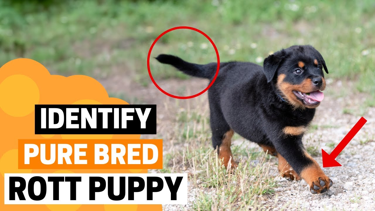 How to Identify a Pure Bred Rottweiler Puppy?