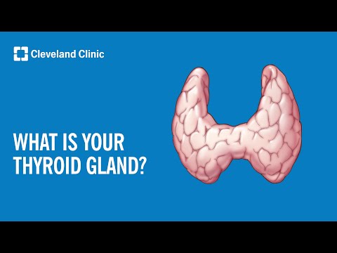 What Is the Thyroid?