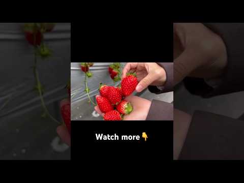 Strawberry in Japan / The representative brands of strawberries