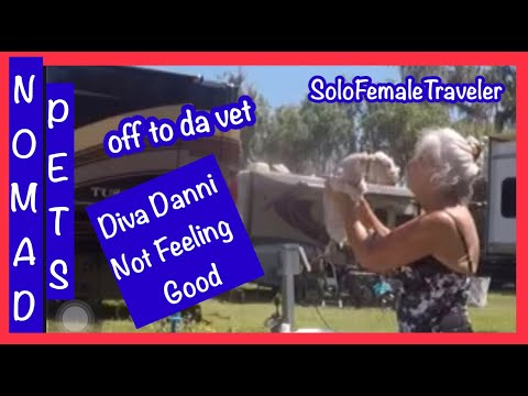 SoloFemaleTraveler/Nomad Pets, Diva Danni not feelin good