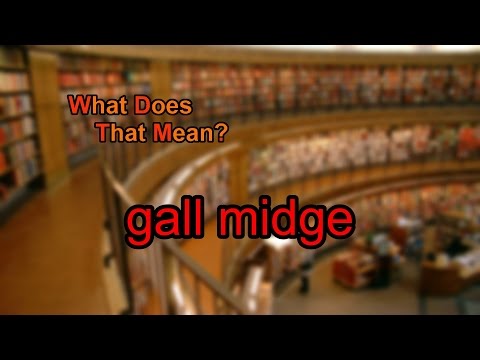 What does gall midge mean?
