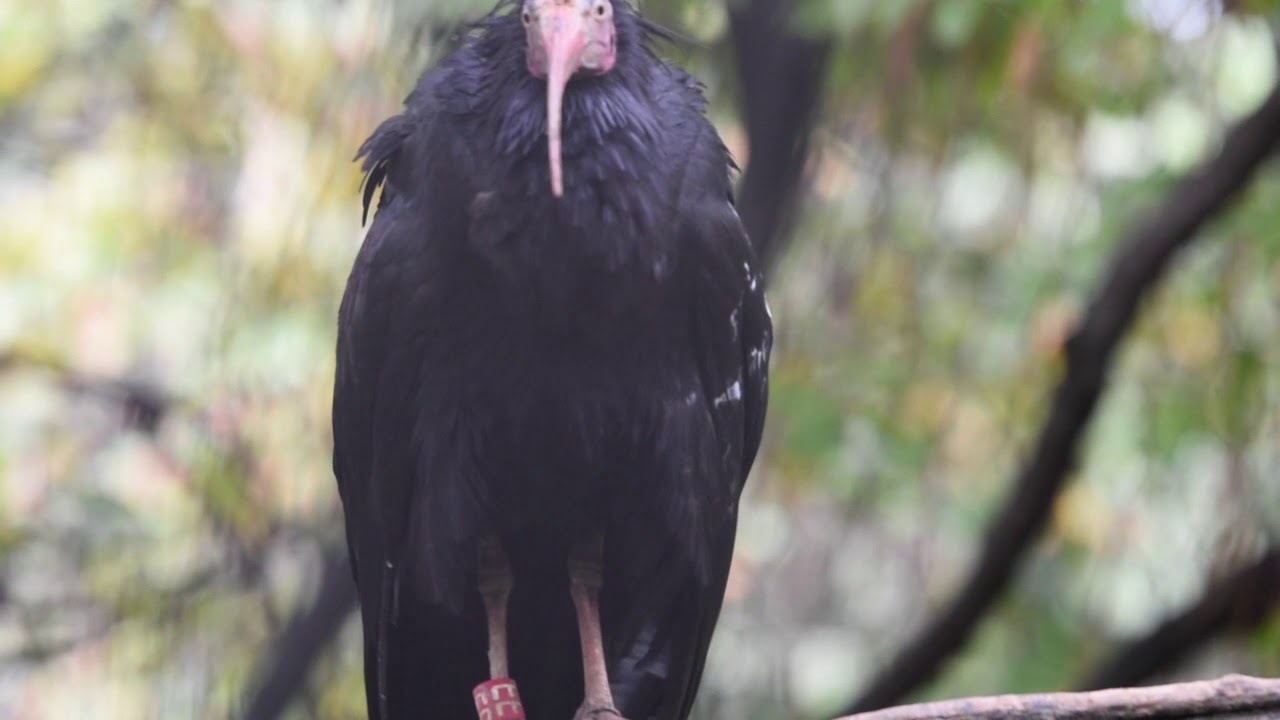 Home - Parco Faunistico Le Cornelle