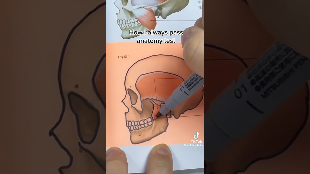 Anatomy Study Secret 🤫 #shorts