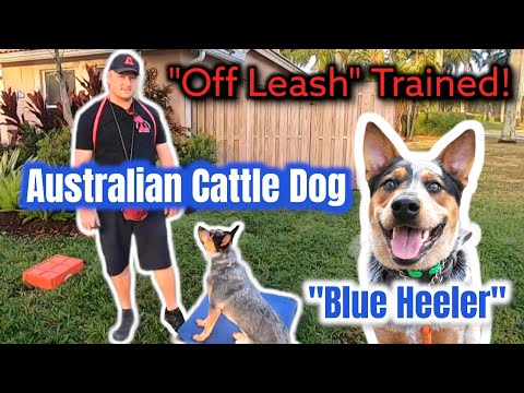 Australian Cattle Dog Fully Trained "Off-Leash"