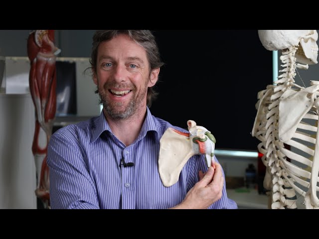 Understanding Deltoid IM Injection Site Anatomy | Galaxy.ai