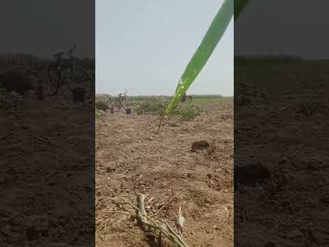 katto gilhari shorts video Ravi Kumar please subscribe