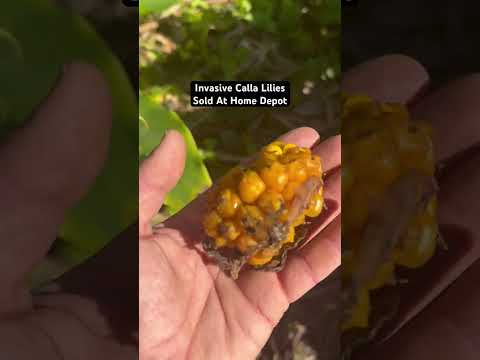 Invasive Toxic Lily Flowers Taking Over The California Coast - Stop Invasive Species Plant Native