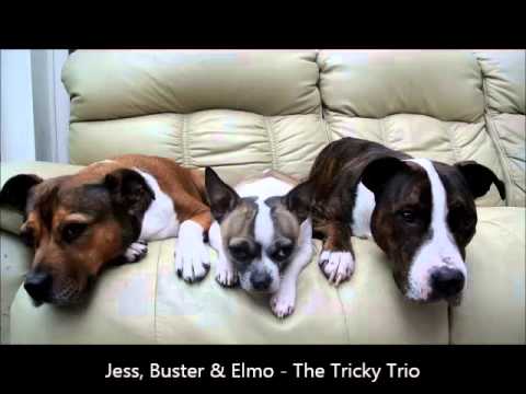 Staffies giving the best puppy dog eyes