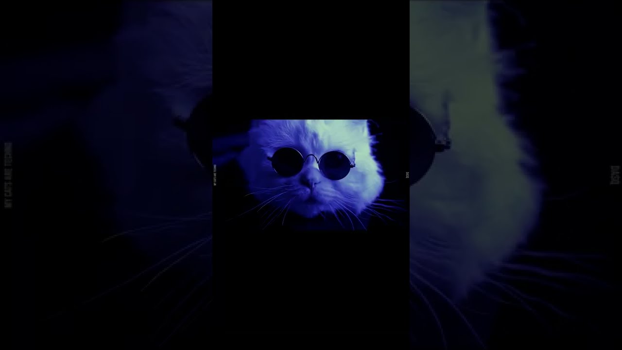 My cats are techno #shorts #technomusic