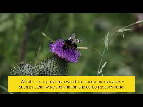 Nature+Energy - What is Natural Capital Accounting?