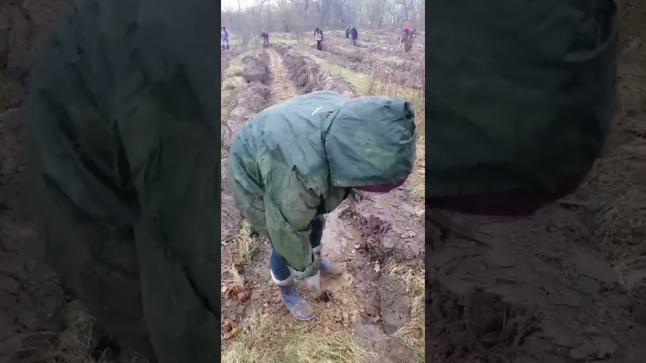 Mama Plant a Tree + Vector Global Logistics