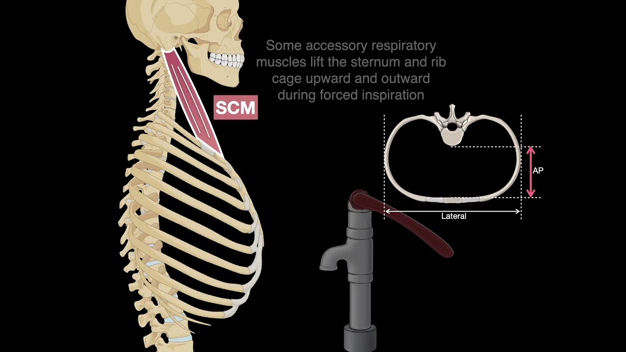 Accessory muscles of Respiration
