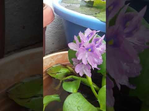 Water plant: Jalaprni/Water hyacinth