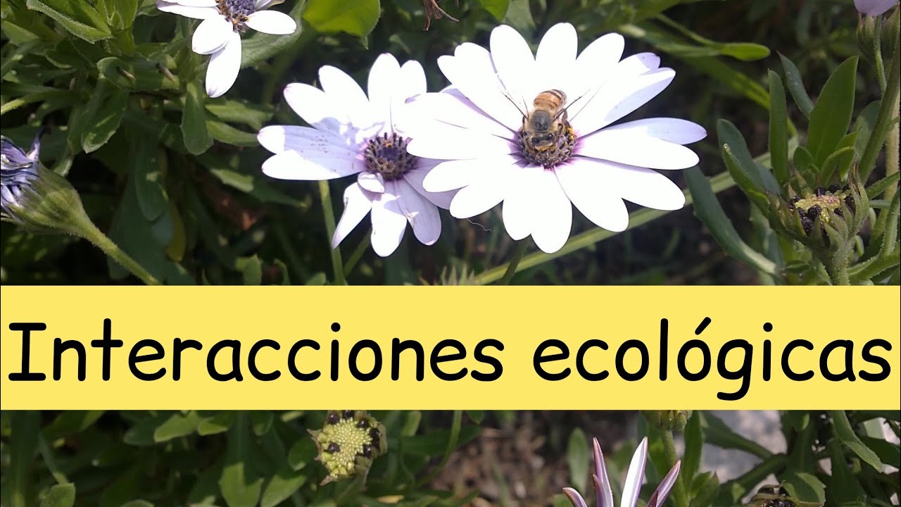 Ecological Interactions (Explained Examples) @BiologyandEcology #biologyclasses