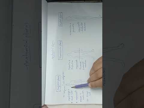 Anatomical planes
