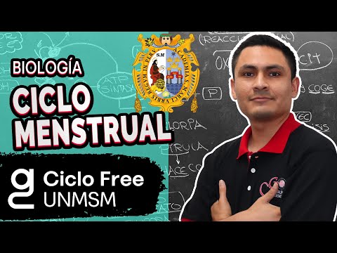 ANATOMÍA - Ciclo Menstrual [CICLO FREE]