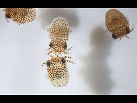 Squid in Space: How Research Could Help Bolster Human Health