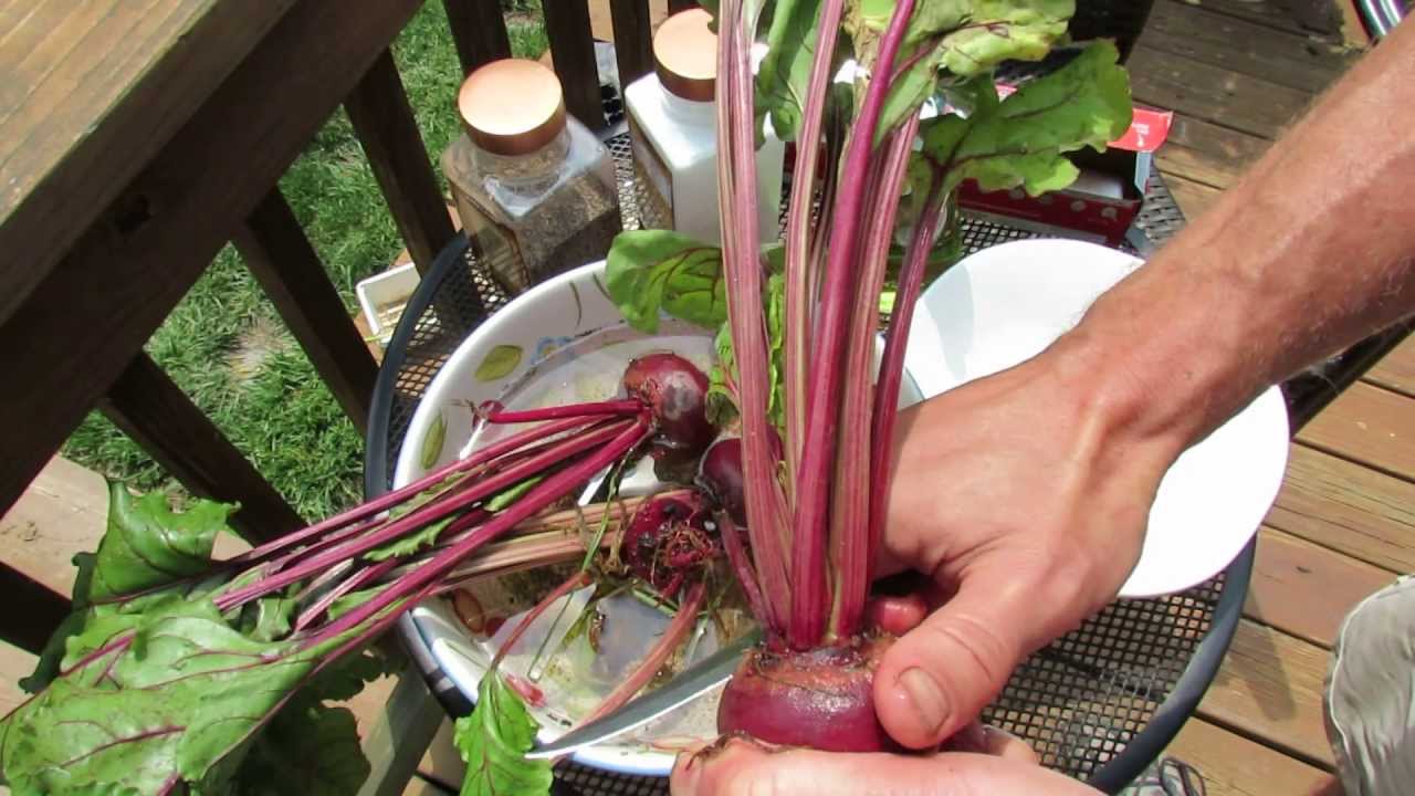 From Garden to Grill: Grilling Garden Beets - The Rusted Garden 2013