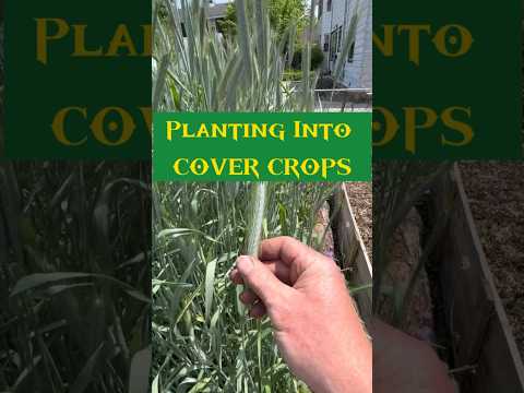 How To Terminate And Plant into COVER CROPS!!.. NOW is the time!! #gardeningtips #growyourownfood