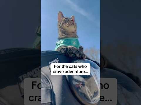 Just launched! 🌟The Jackson Galaxy x @travelcatshop Harness & Leash Set is here! #cats #catlovers