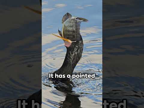 Anhinga - The Snakebird Unveiled #animals #birds #Anhinga
