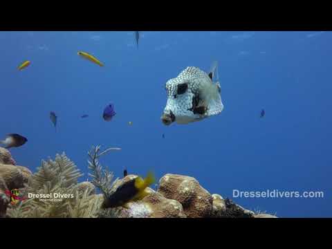Diving In Puerto Aventuras (Riviera Maya) With Dressel Divers, Frist Week Of Summer 2019