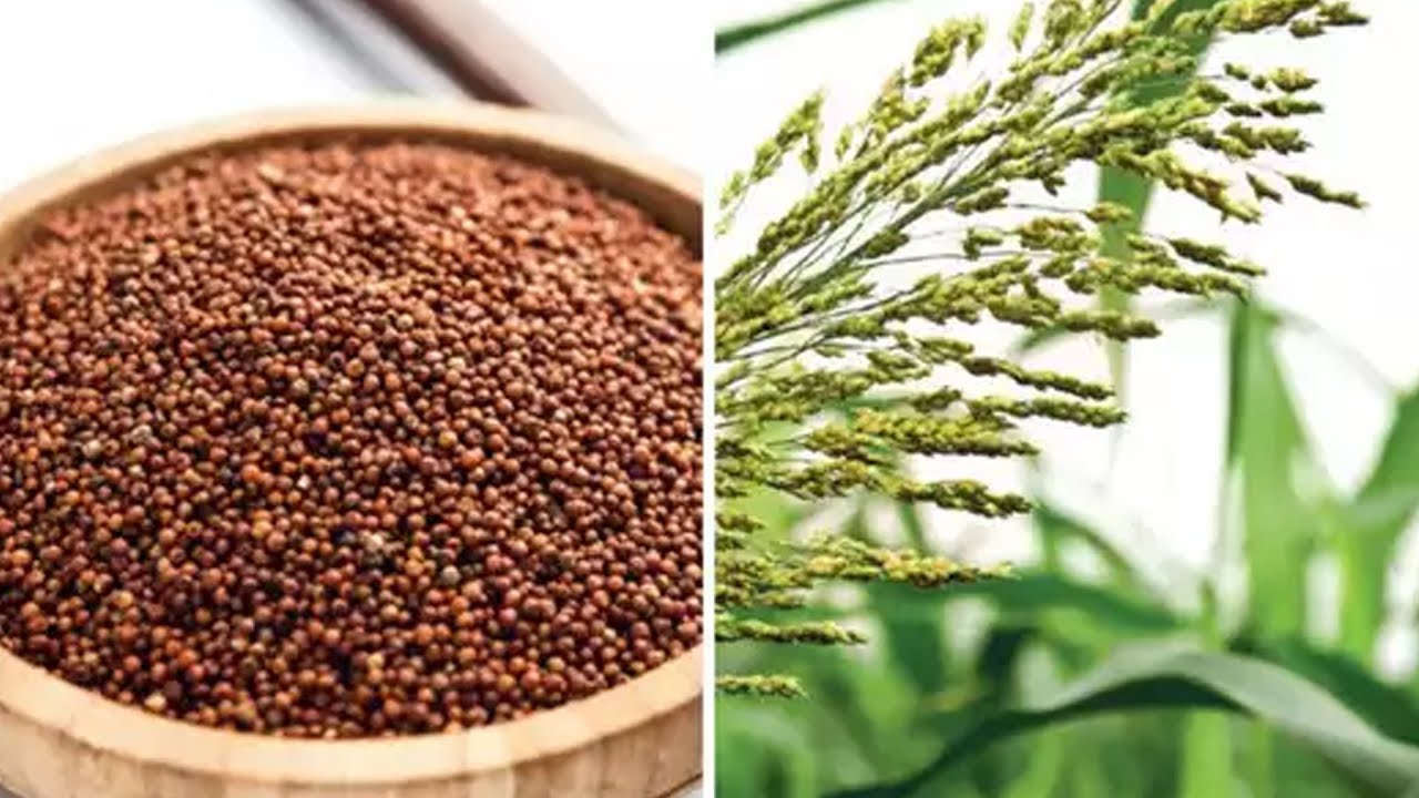 Millets in India: Here's all you need to know about this superfood