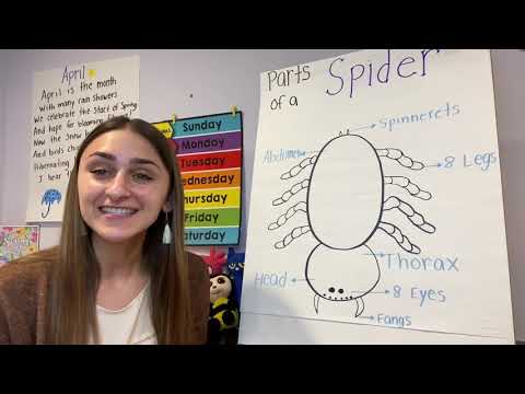 Parts of a spider!